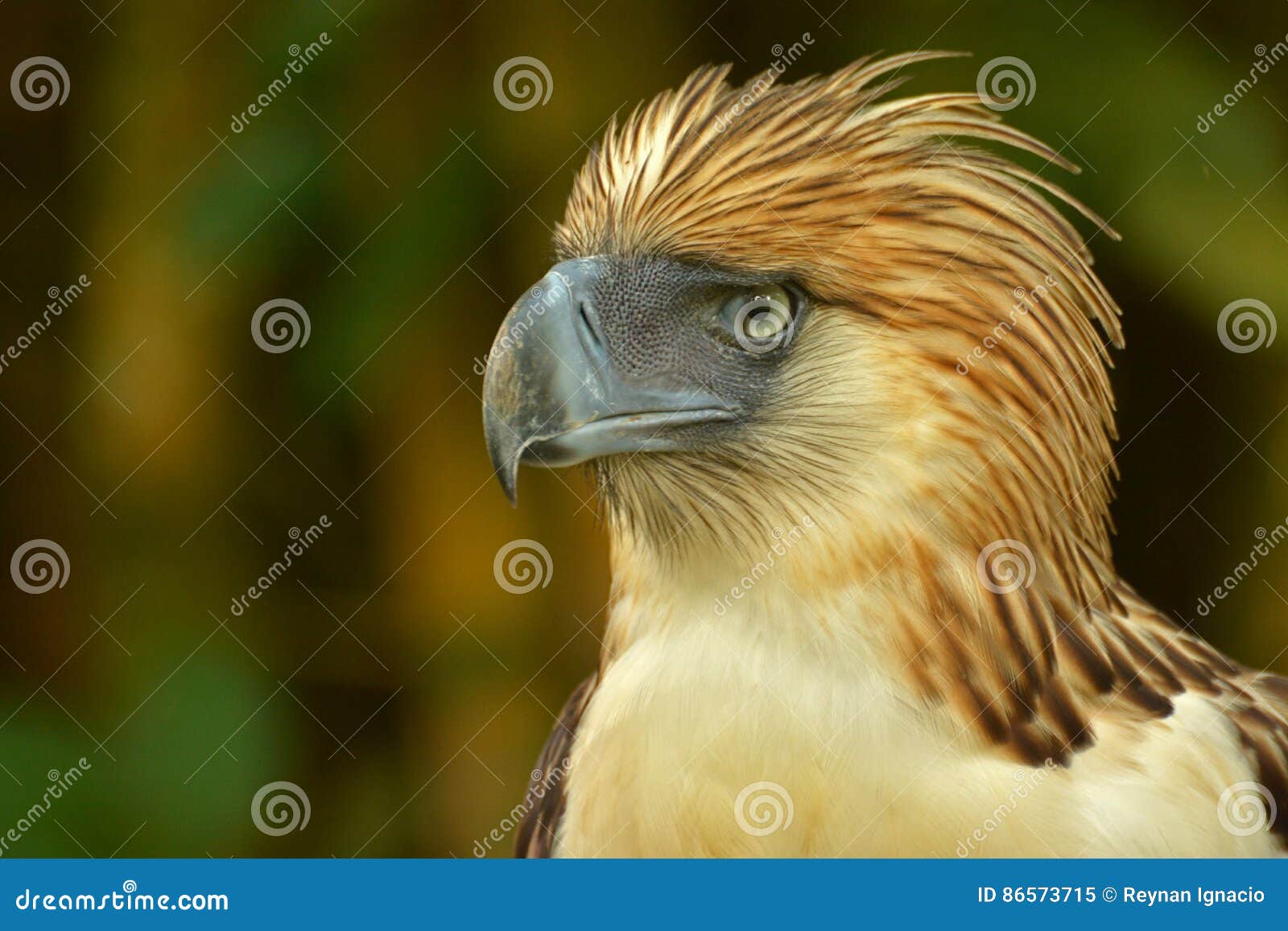 Monkey eating eagle stock image. Image of monkey, leaves - 86573715