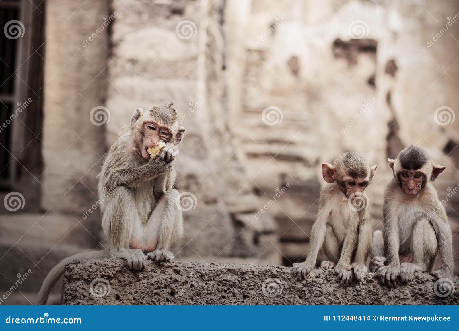 Monkey Eating Food on Brick. Stock Photo - Image of architecture ...
