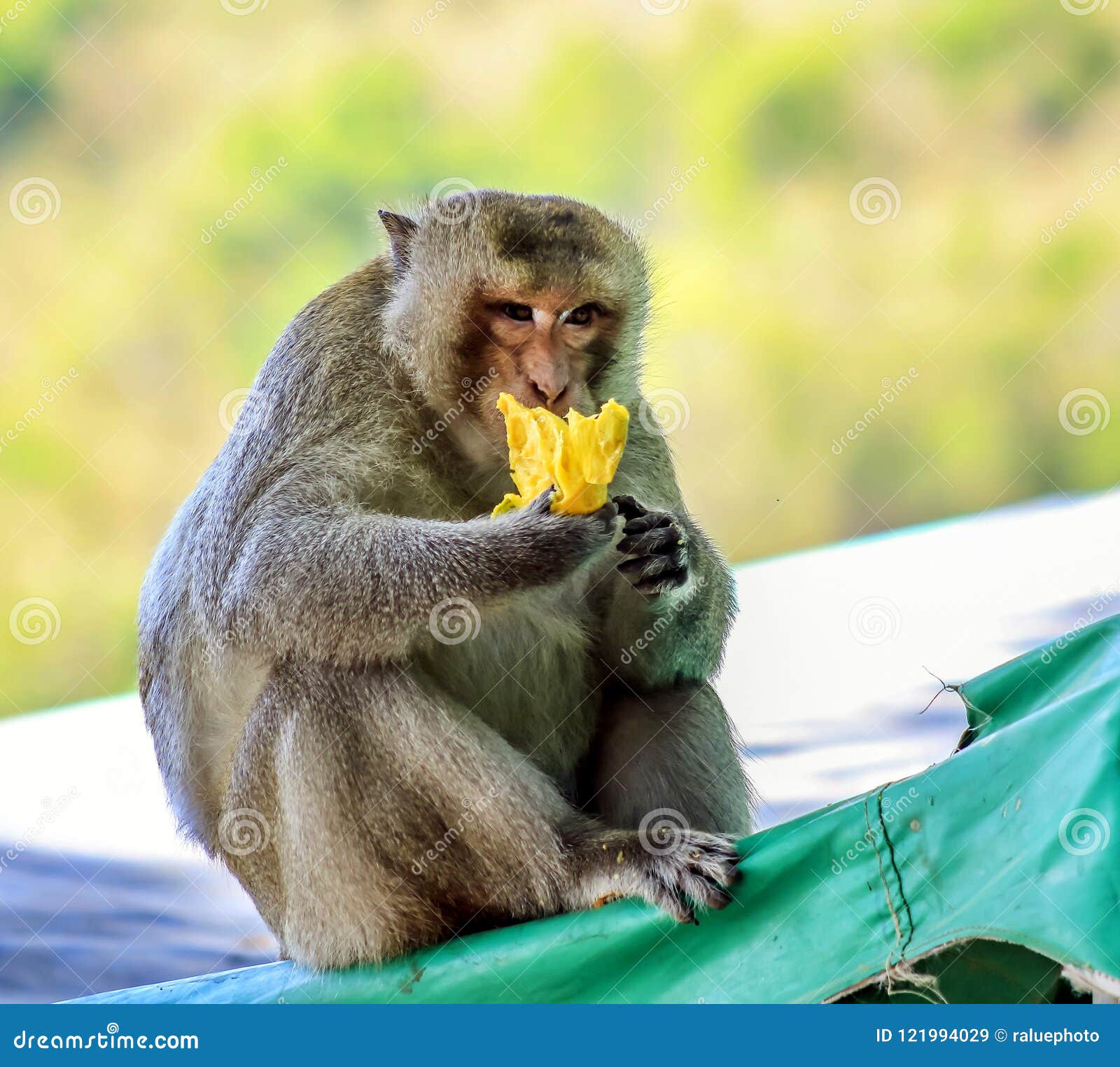 Monkey Eating Food, Monkey Face, Monkey Eyes. Stock Image - Image of ...