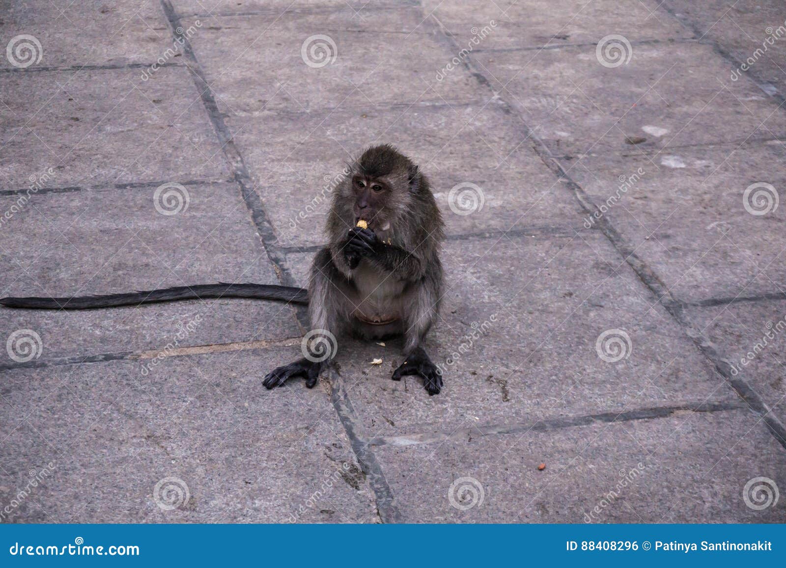 Monkey eating food stock photo. Image of clever, animal - 88408296