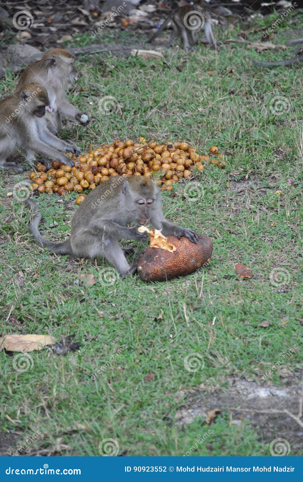 Monkey eating it food. stock photo. Image of eating, shows - 90923552