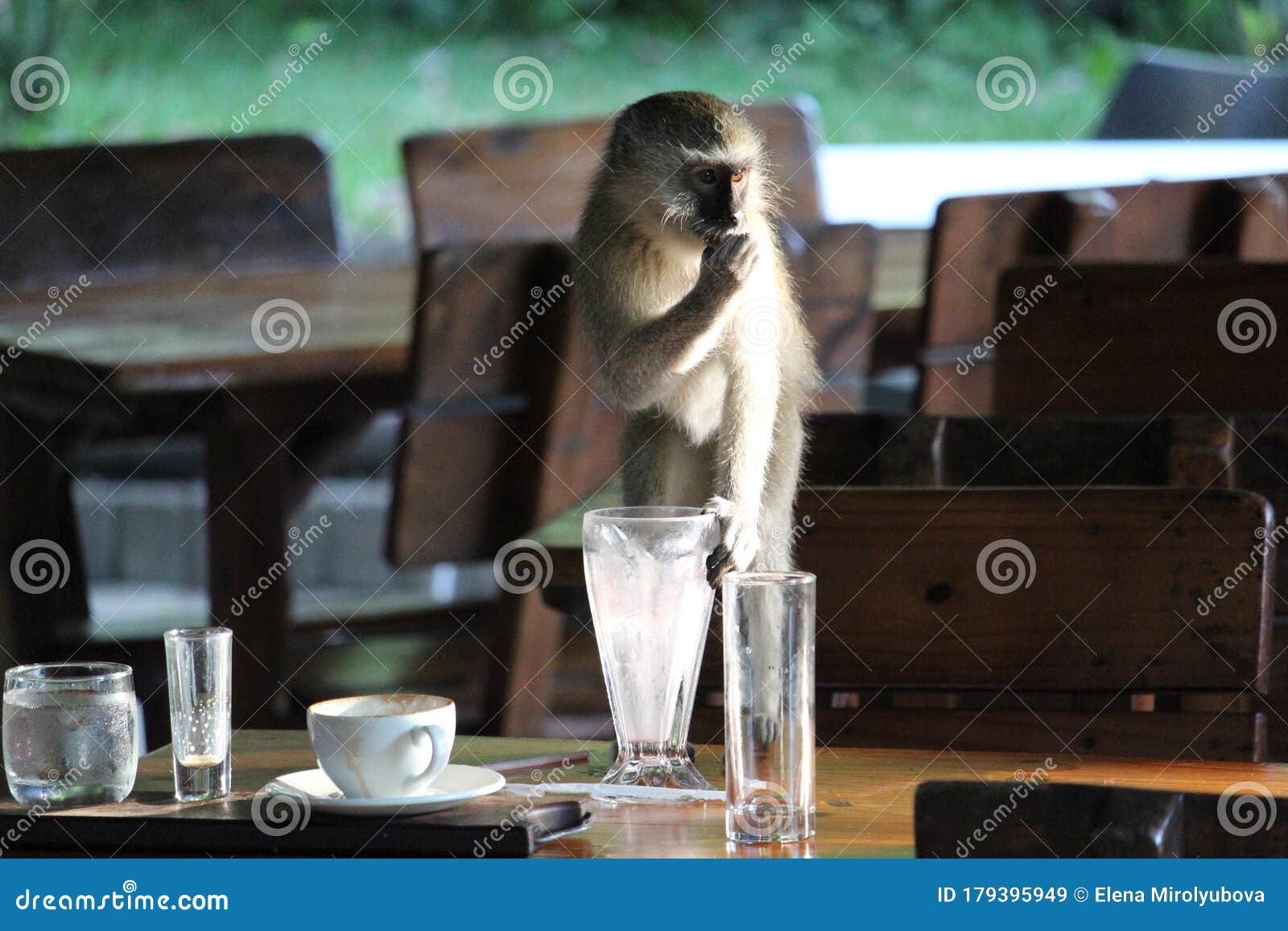 Monkey Eating Food on the Table Stock Image - Image of ware, eating ...