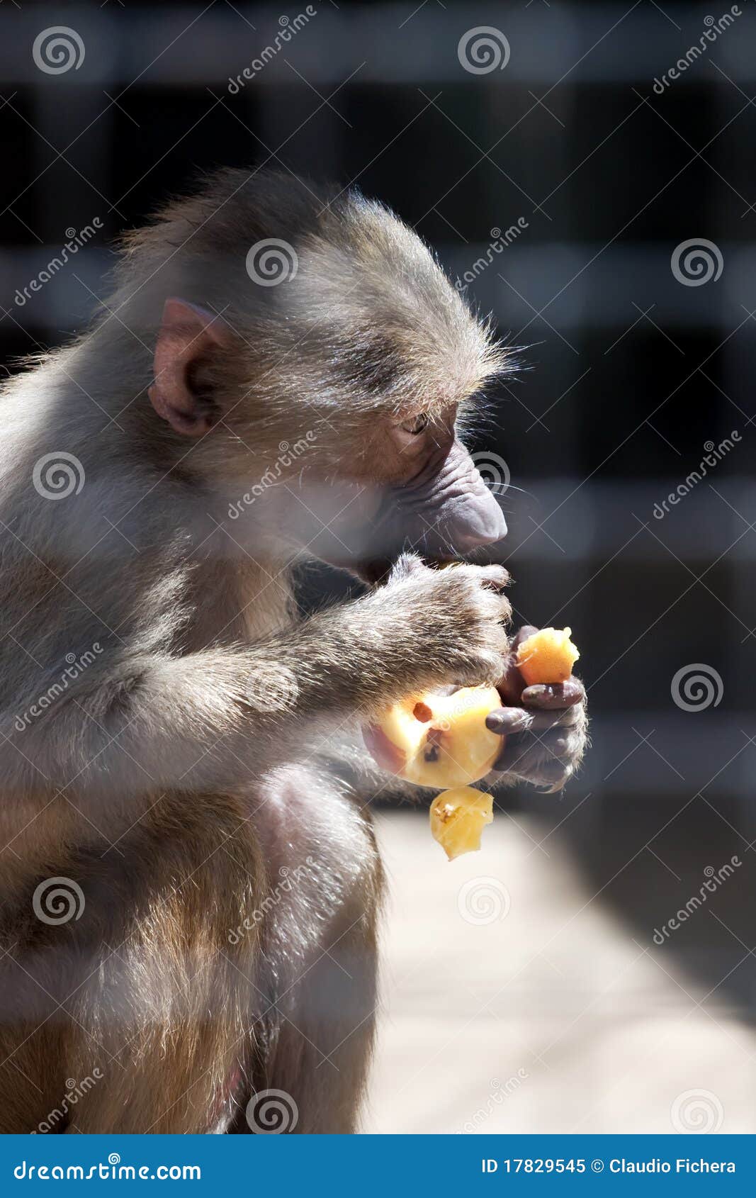 Monkey eating fruit stock image. Image of fruit, primate - 17829545