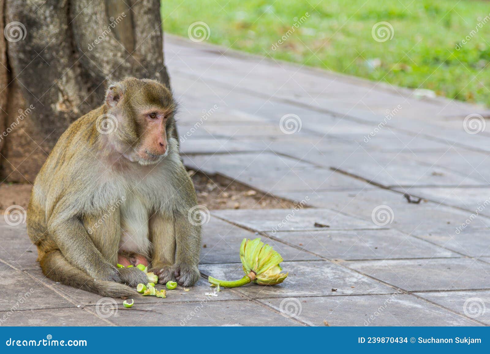 Monkey eating fruit stock photo. Image of eating, island - 239870434
