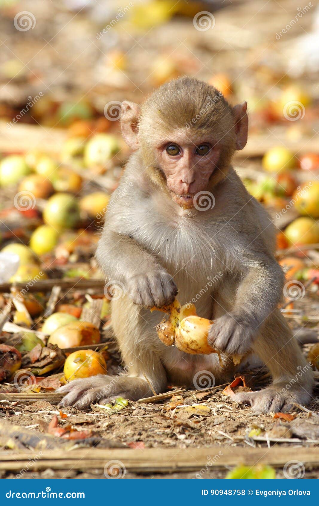 Monkey Eating the Fruit at the Roadside of India Stock Photo - Image of ...