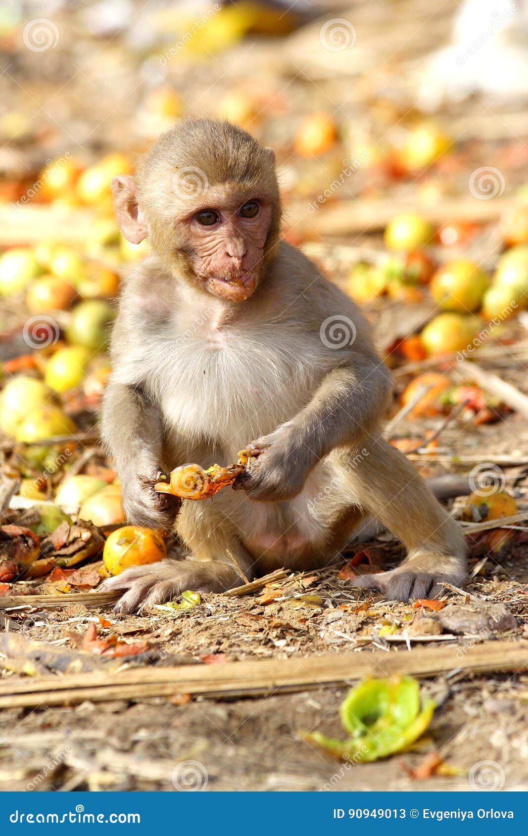 Monkey Eating the Fruit at the Roadside of India Stock Image - Image of ...