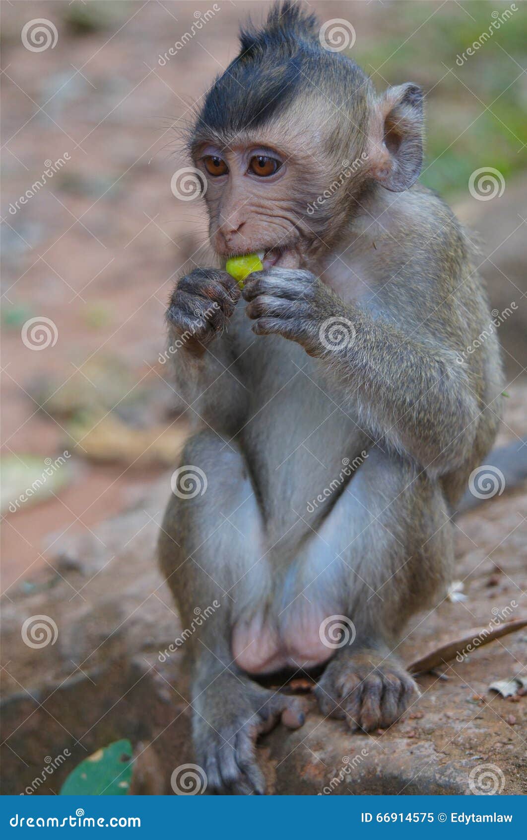 Monkey eating a fruit stock image. Image of exotic, wildlife - 66914575