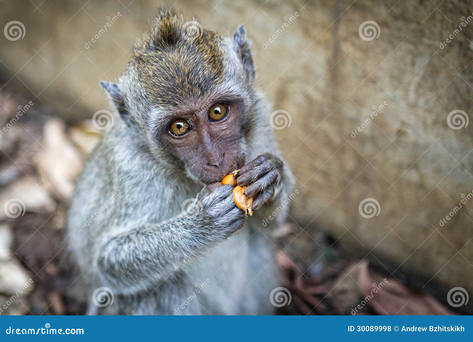 Monkey eating the fruit stock photo. Image of cute, brown - 30089998