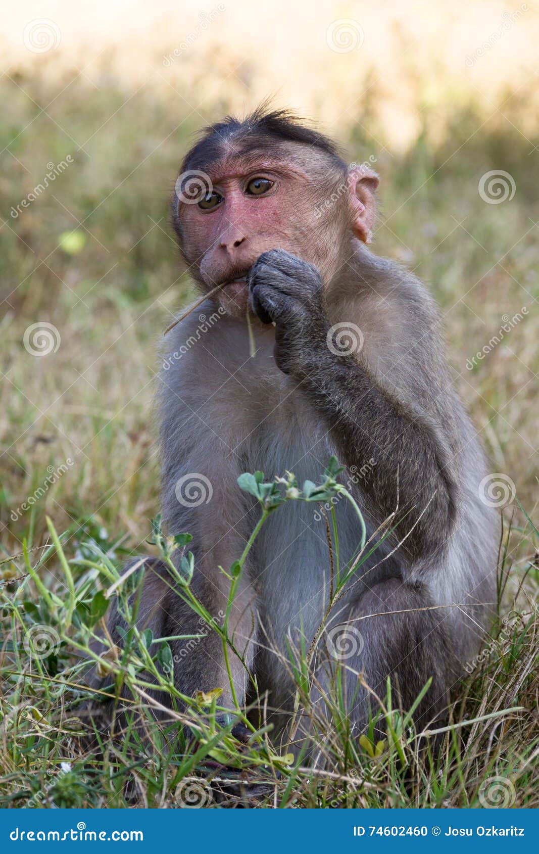 Monkey eating grass stock photo. Image of eyes, primate - 74602460