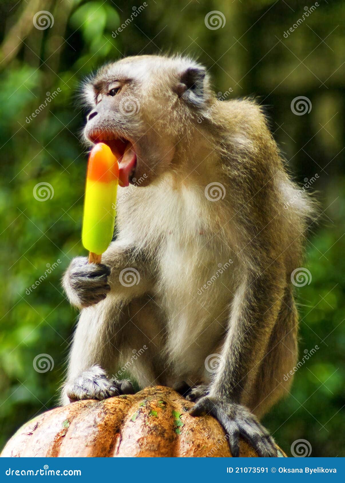 Monkey eating ice cream stock image. Image of greenery - 21073591