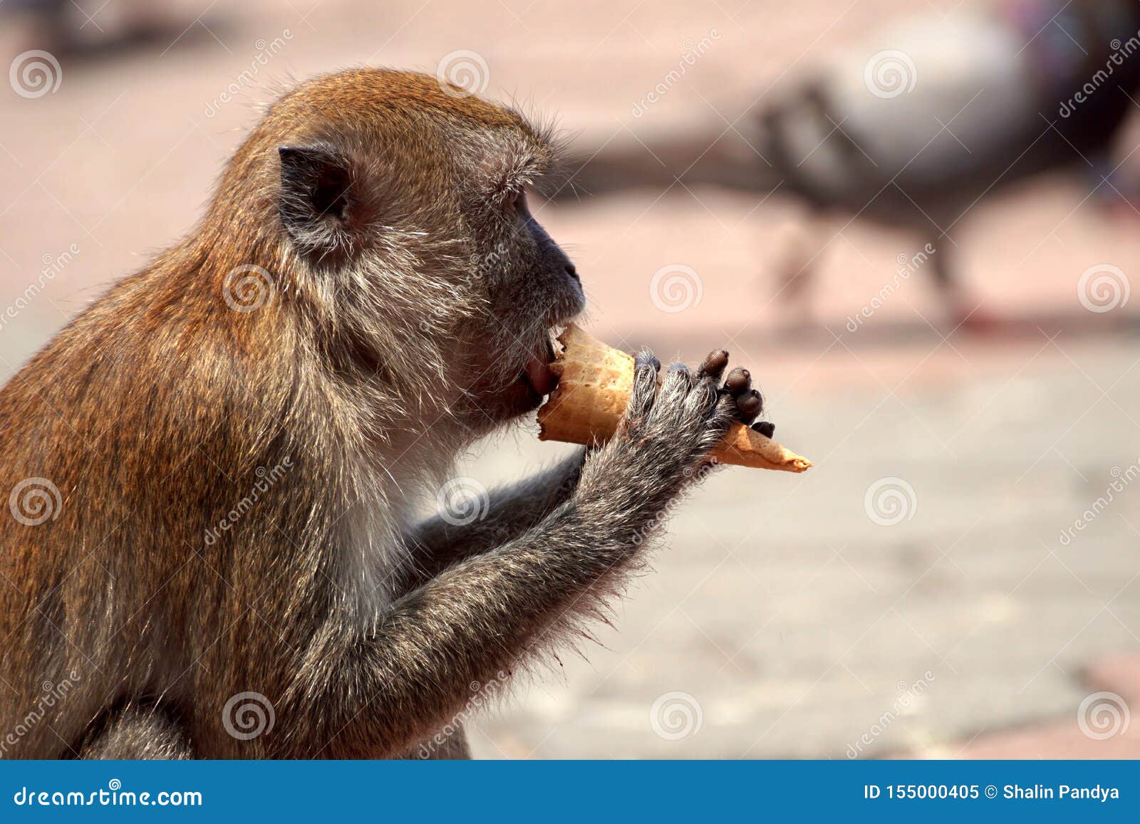 A Monkey Eating an Ice Cream Stock Image - Image of eating, animal ...