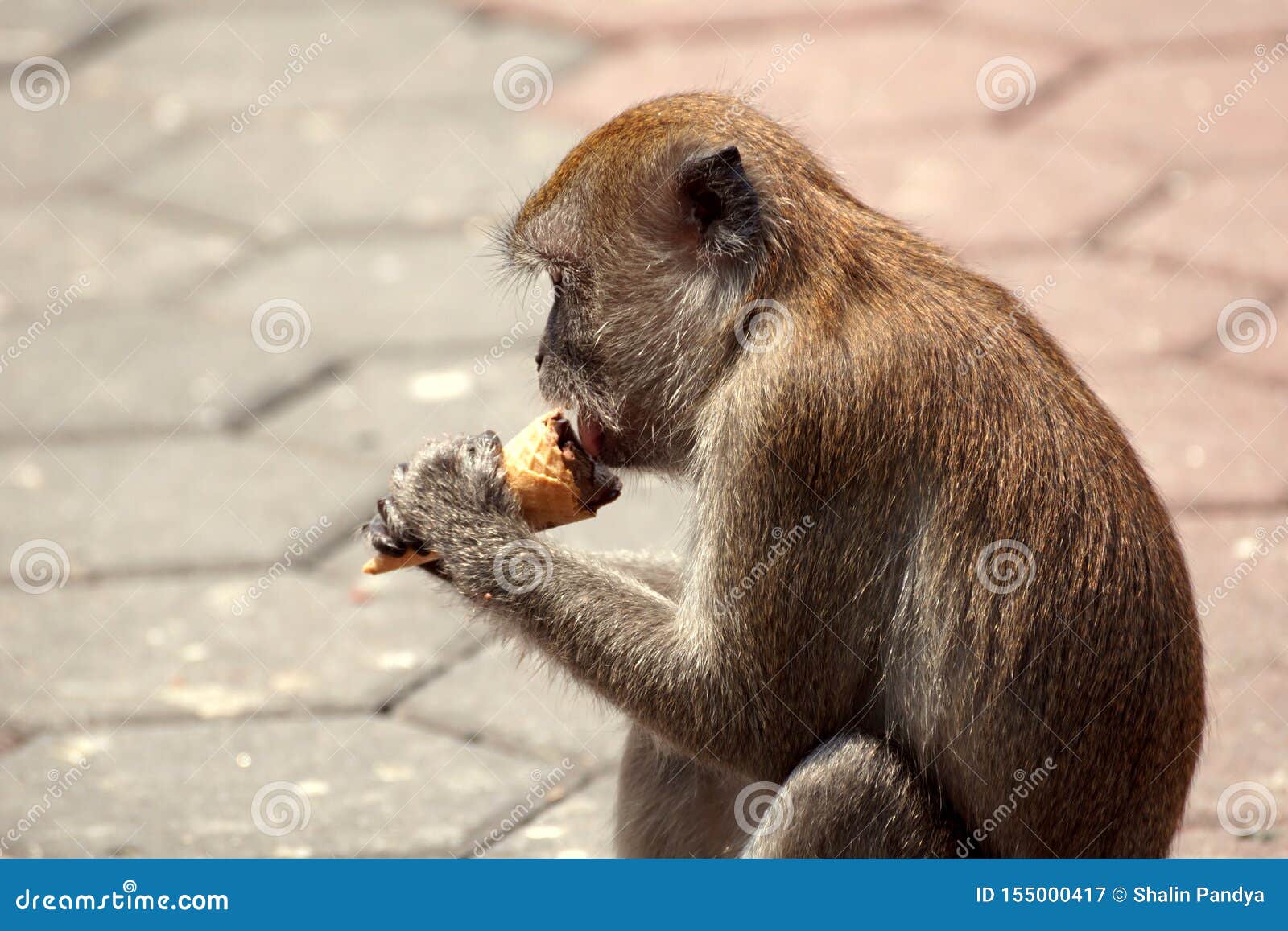 A Monkey Eating an Ice Cream Stock Image - Image of sitting, malaysia ...