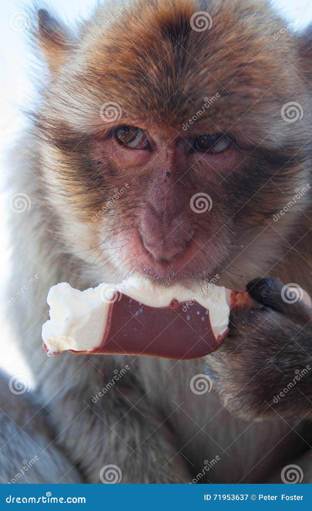 Monkey Eating an Ice Cream Close Up Stock Image - Image of cold ...