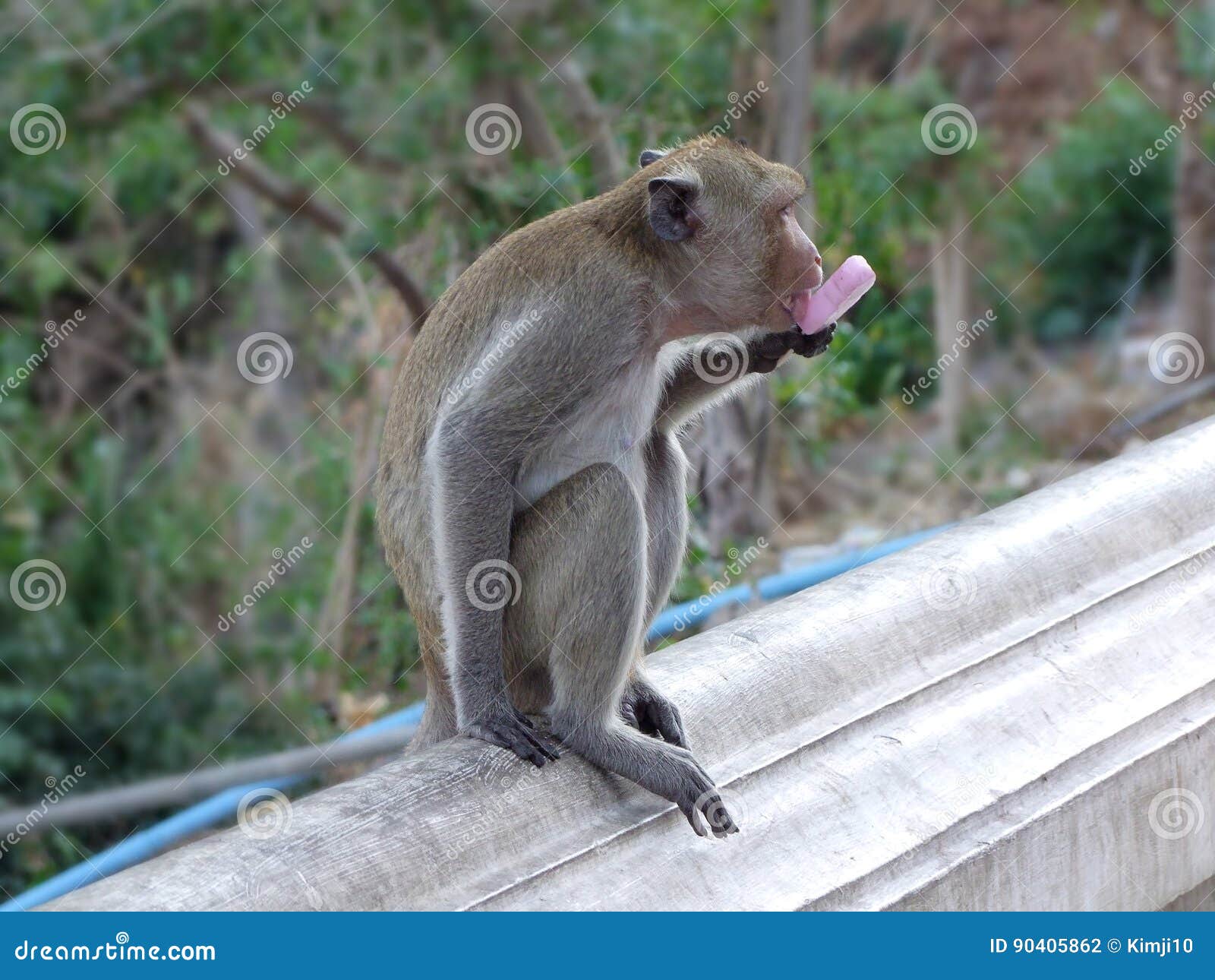 Monkey eating ice cream stock photo. Image of naughty - 90405862