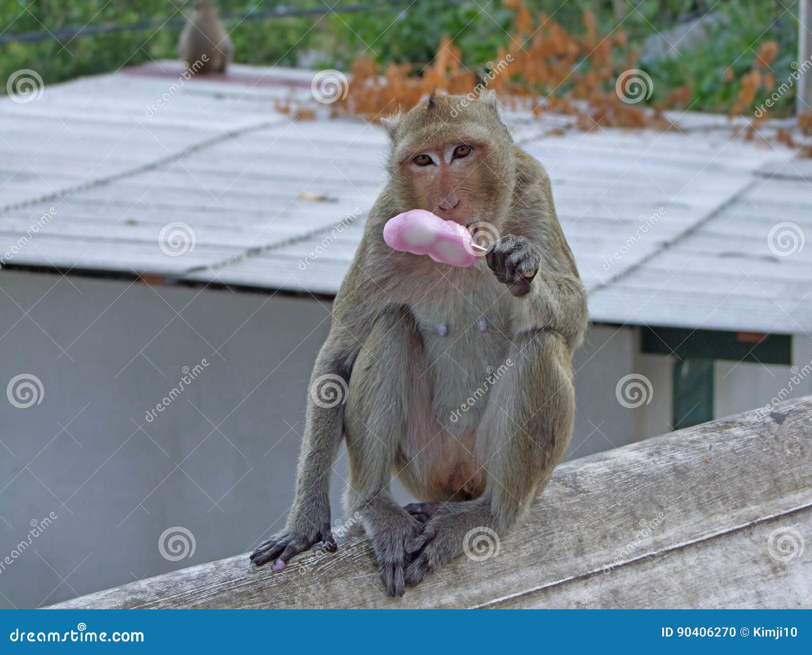 Monkey eating ice cream stock photo. Image of monkey - 90406270
