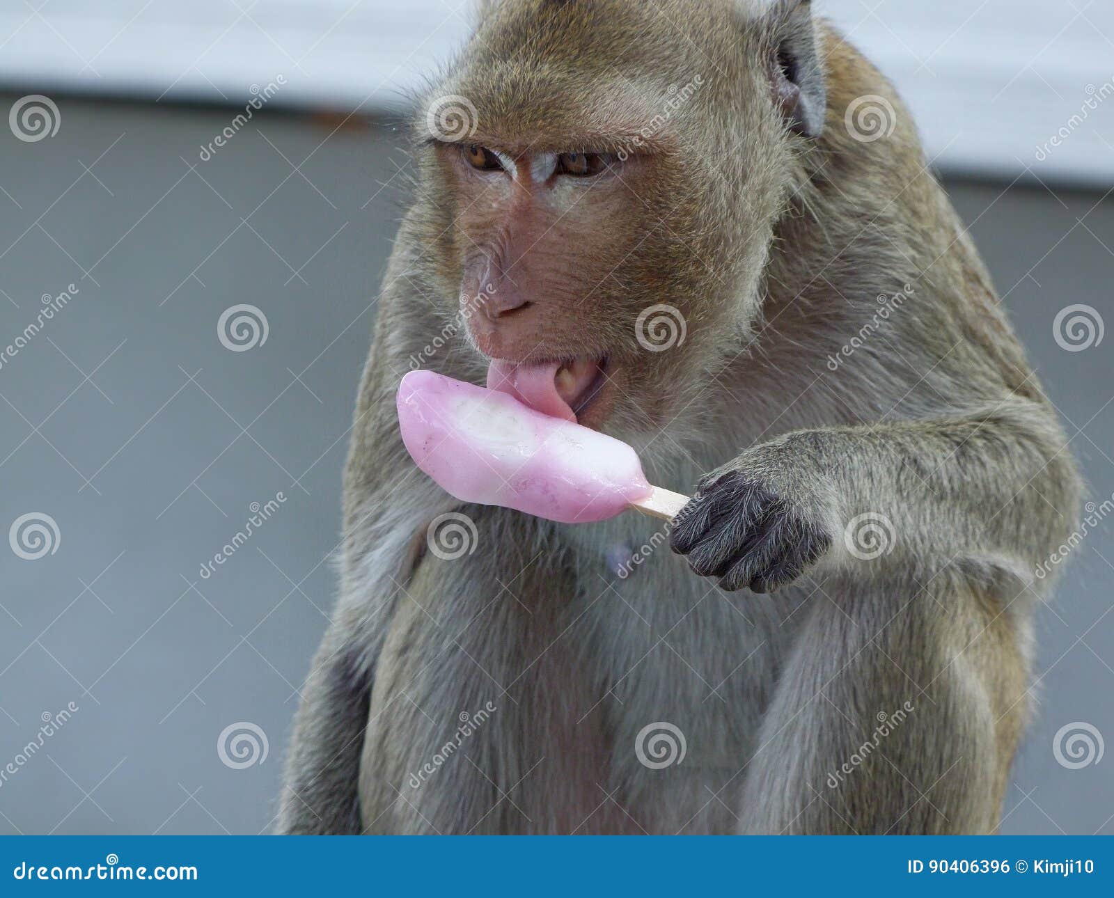 Monkey eating ice cream stock photo. Image of climb, tree - 90406396