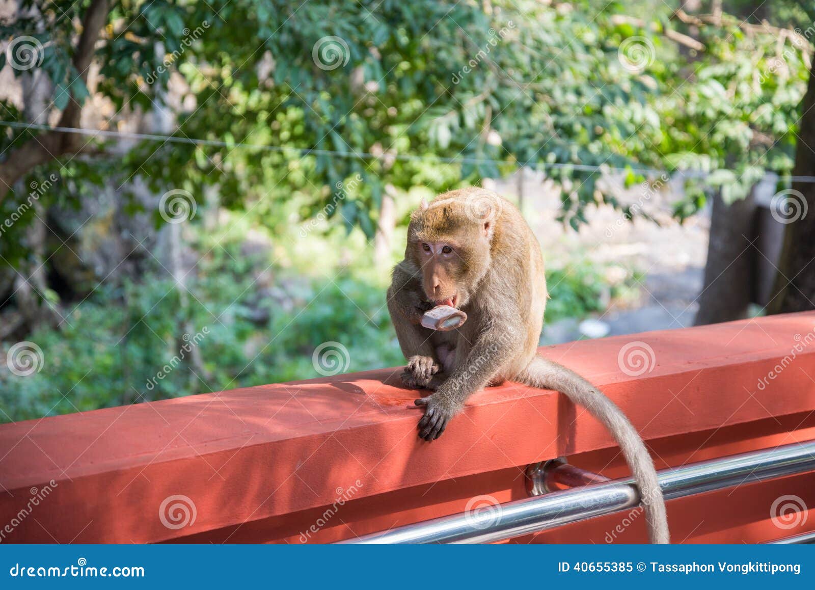 Monkey eating ice cream stock image. Image of wildlife - 40655385