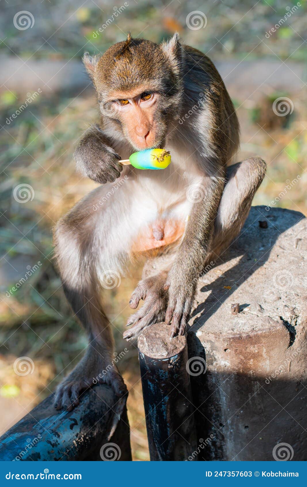 A Monkey is Eating Ice Cream Editorial Stock Photo - Image of thai ...