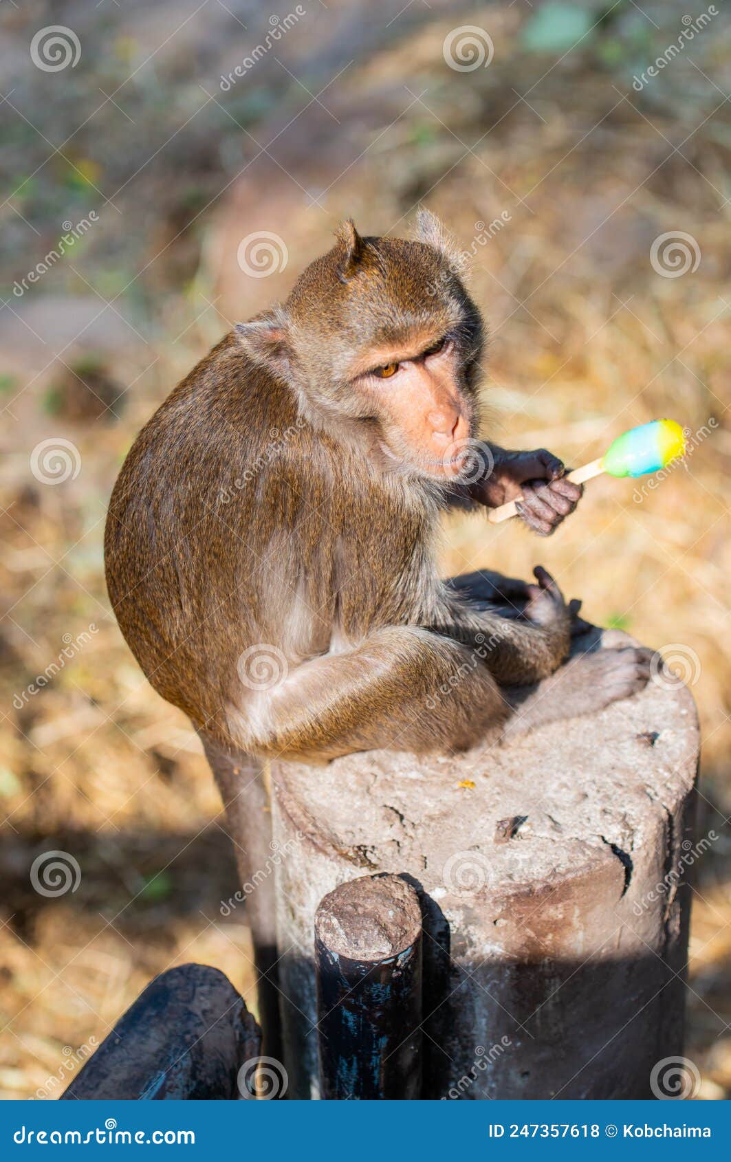 A Monkey is Eating Ice Cream Editorial Stock Photo - Image of sitting ...