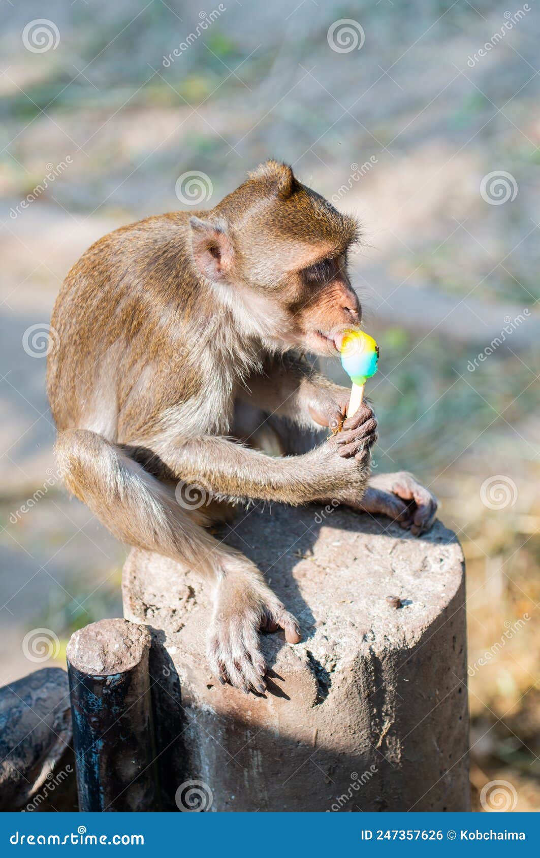 A Monkey is Eating Ice Cream Editorial Photo - Image of sitting ...