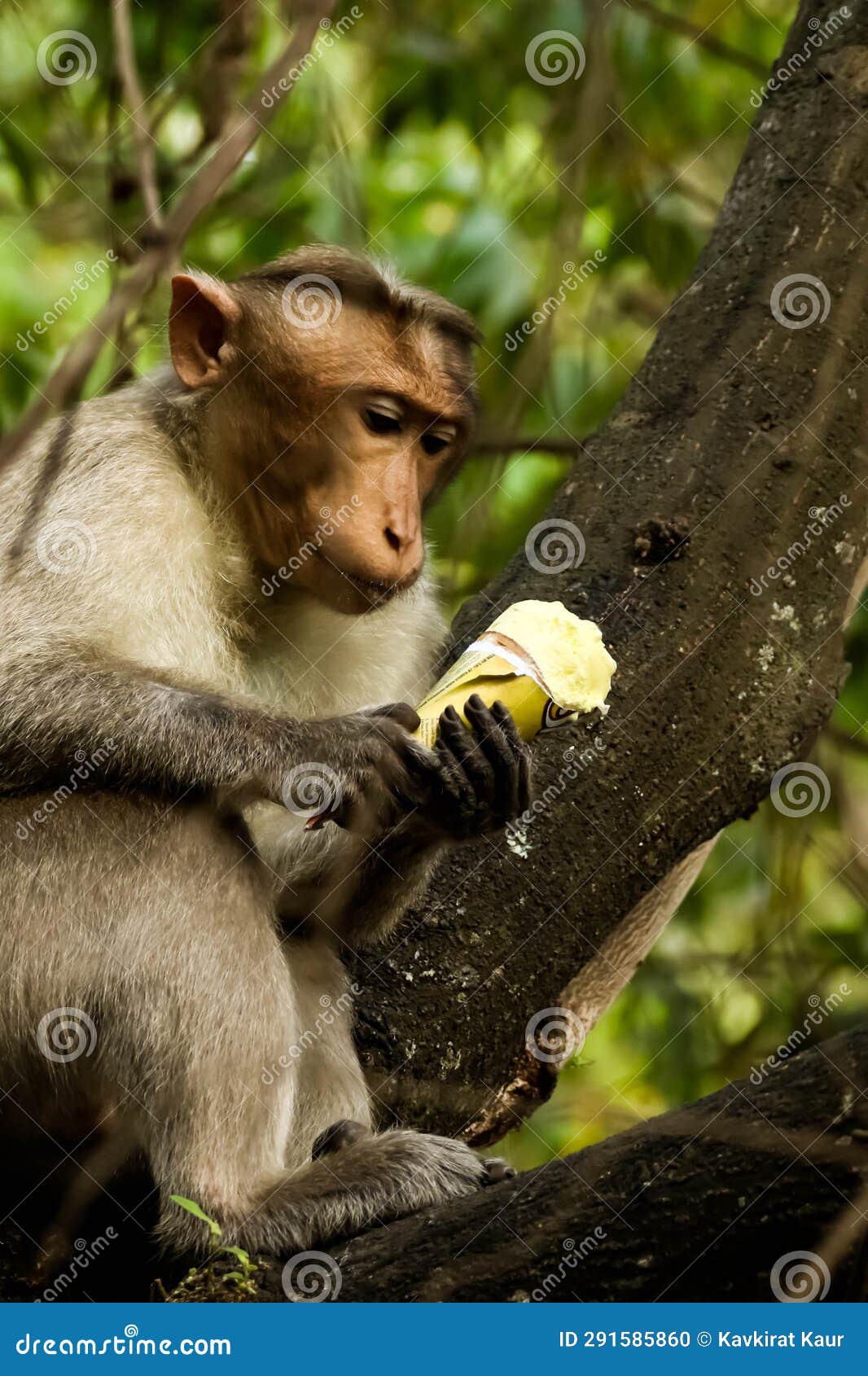 Monkey Eating Ice-cream on the Tree in a Tropical Rainforest. Stock ...