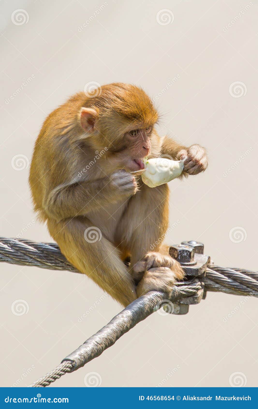 Monkey eating ice-cream stock photo. Image of wildlife - 46568654