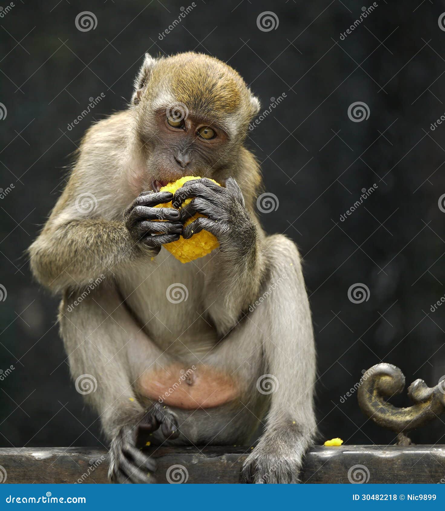 Monkey Eating Indian Traditional Pastry Stock Photo - Image of fauna ...