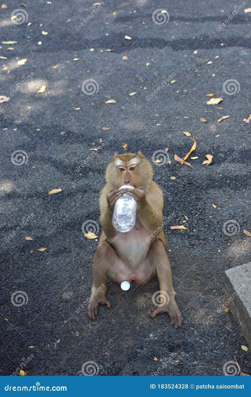 The Monkey is Eating Itself from a Bottle of Water. Stock Photo - Image ...
