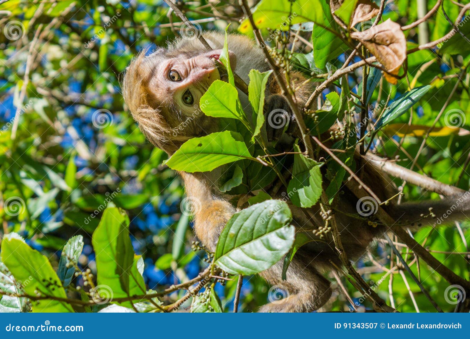 Monkey Eating Leaves on the Tree Stock Image - Image of jungles, hair ...