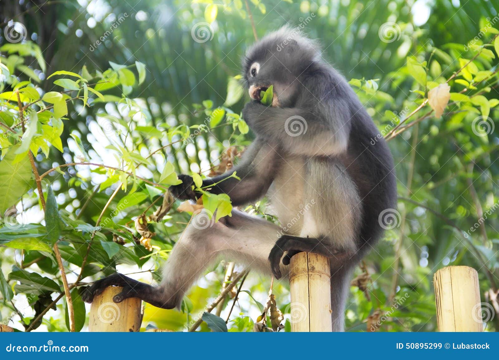 Monkey eating leaves stock image. Image of asian, juvenile - 50895299
