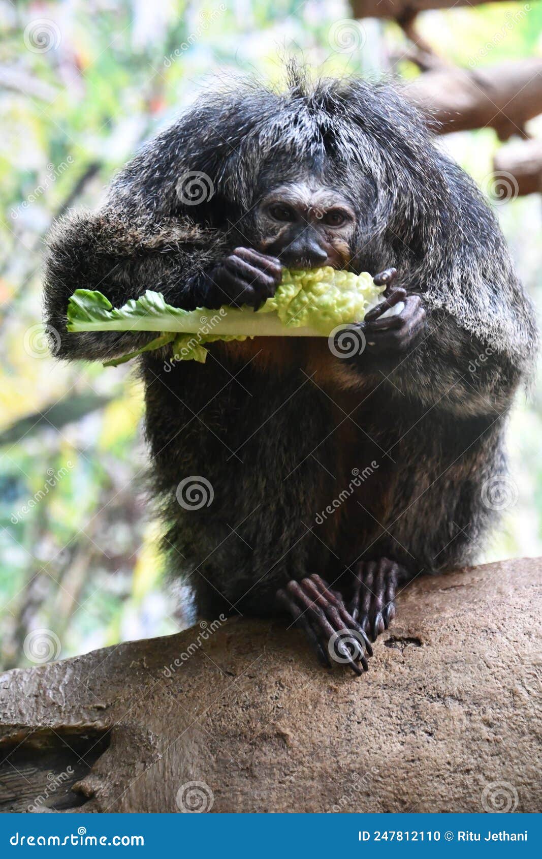A Monkey Eating Lettuce stock photo. Image of wildlife - 247812110