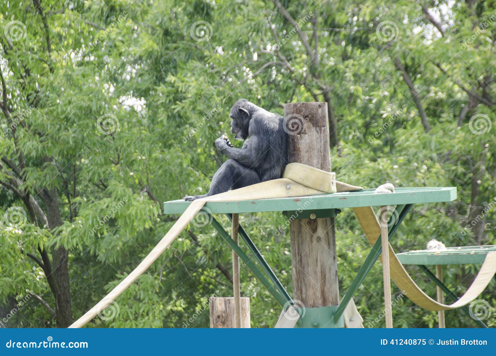 Monkey eating lunch stock image. Image of enclosure, animal - 41240875