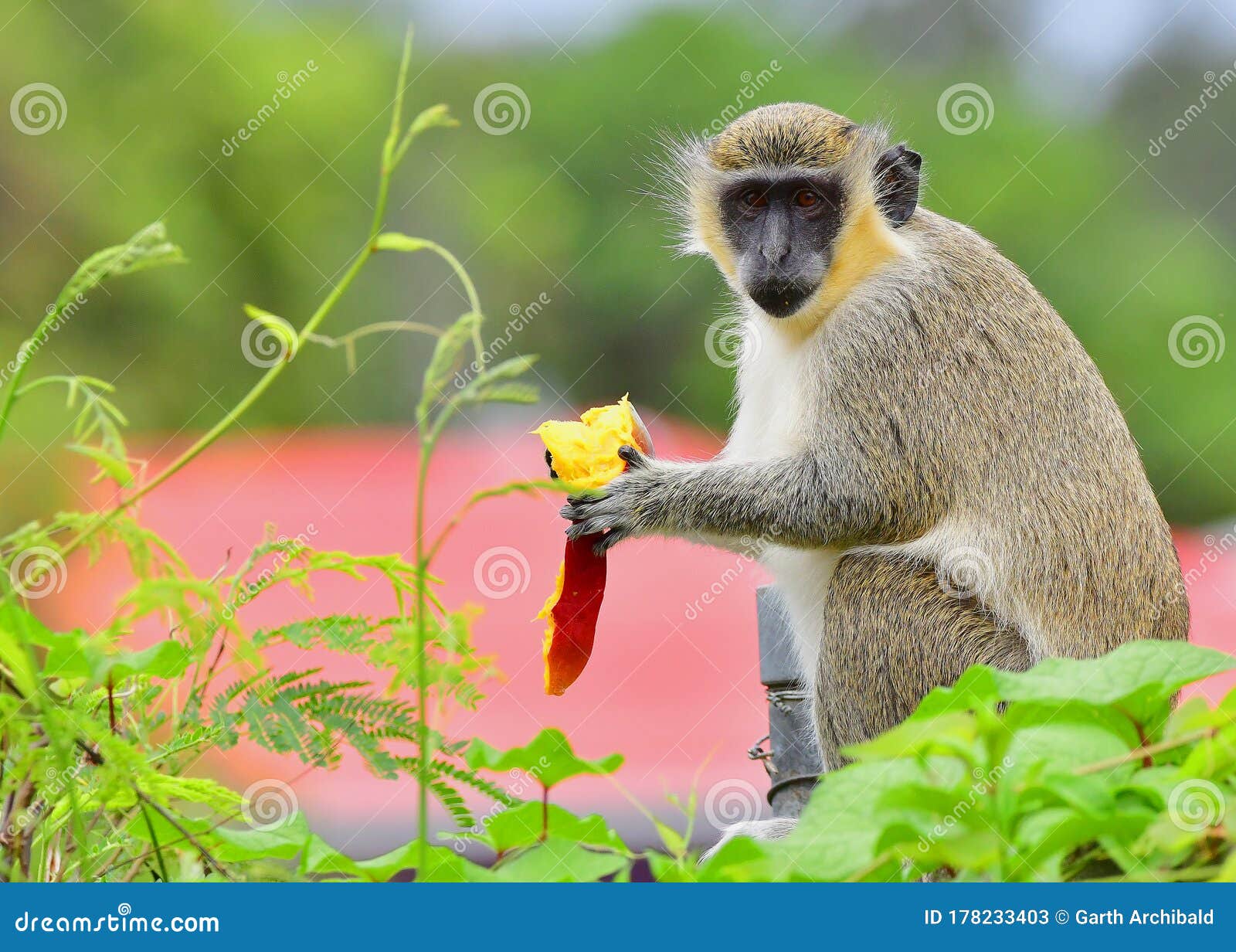 Monkey eating a Mango stock image. Image of monkey, eating - 178233403