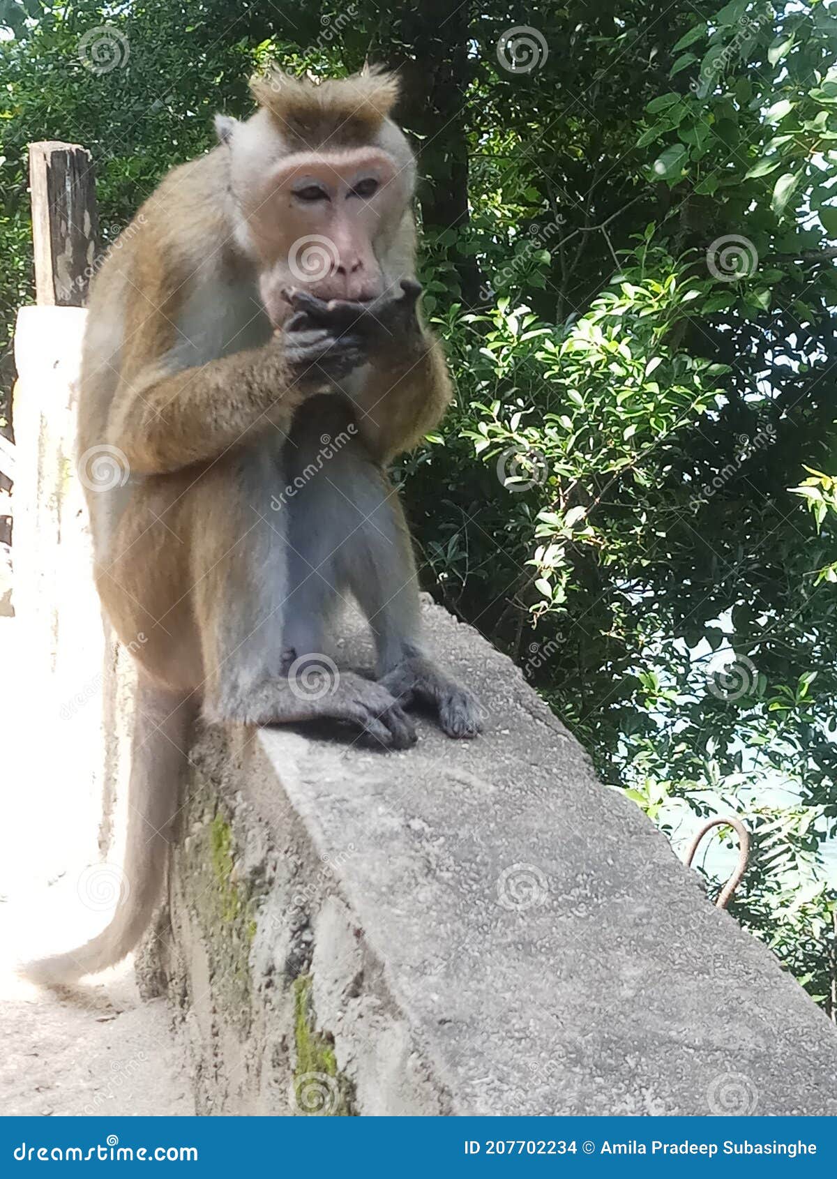 A monkey is eating stock photo. Image of monke, monkey - 207702234