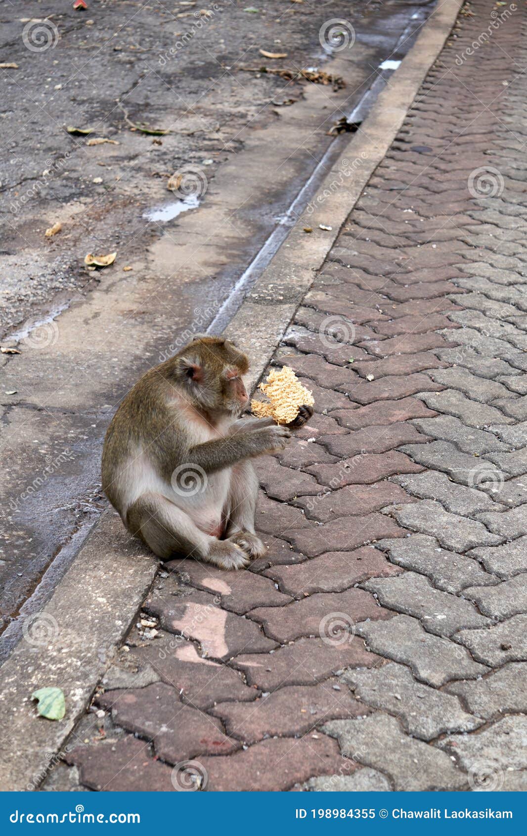 Monkey Eating Noodles on a Cement Floor Stock Image - Image of primate ...