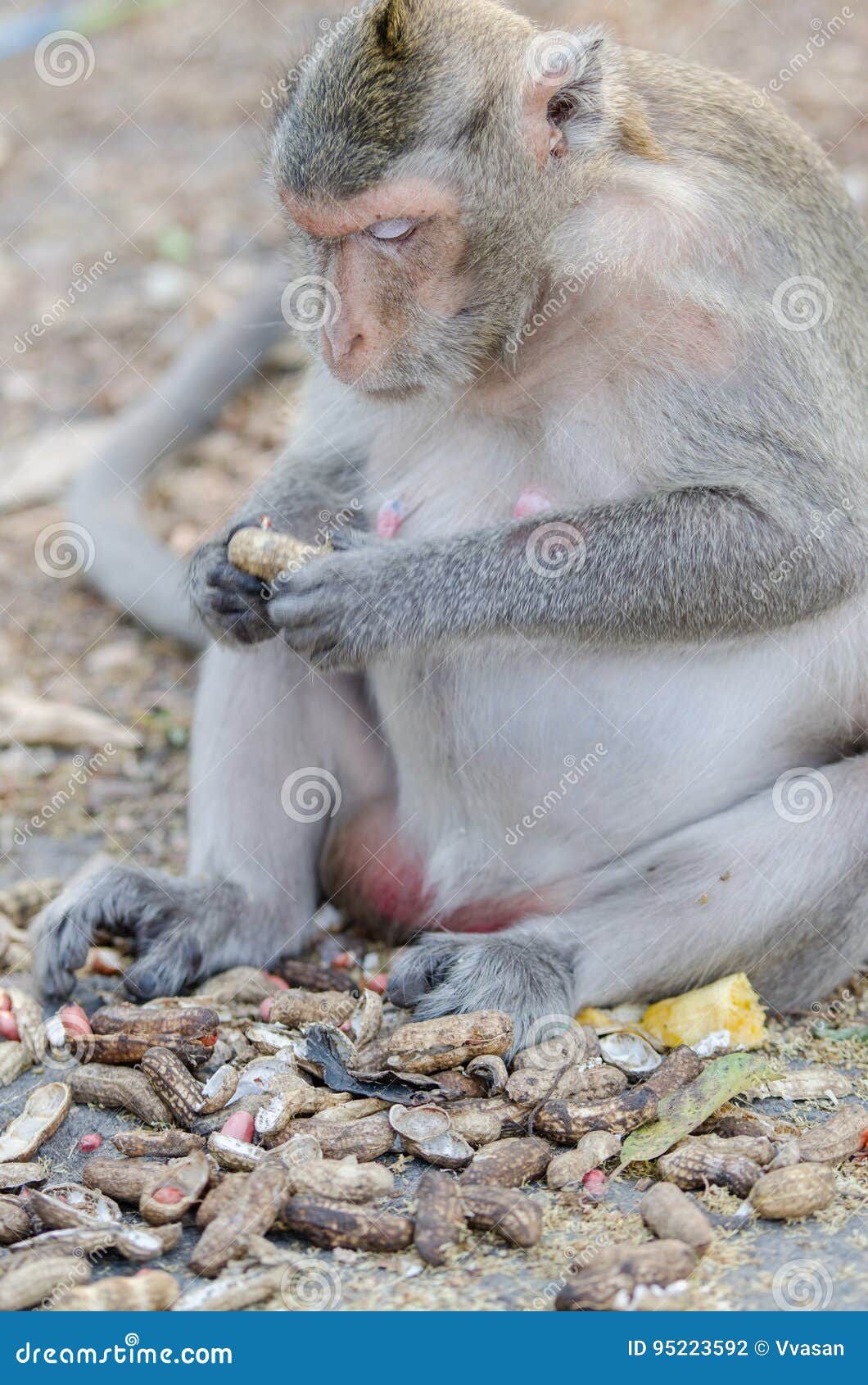 Monkey eating nut stock photo. Image of brown, mother - 95223592