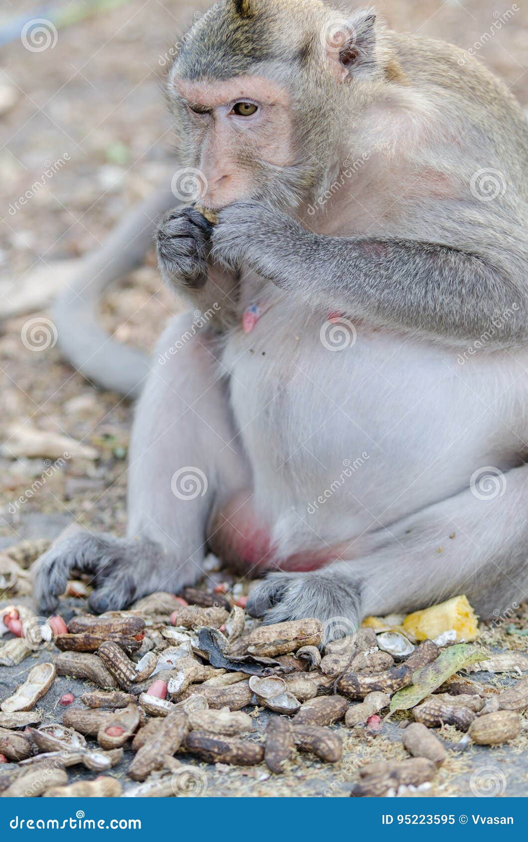 Monkey eating nut stock image. Image of wild, thailand - 95223595