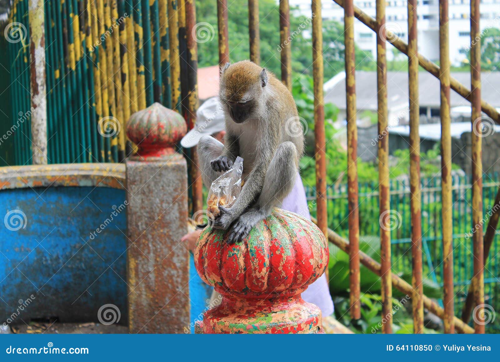 Monkey eating nuts stock photo. Image of monkey, primate - 64110850