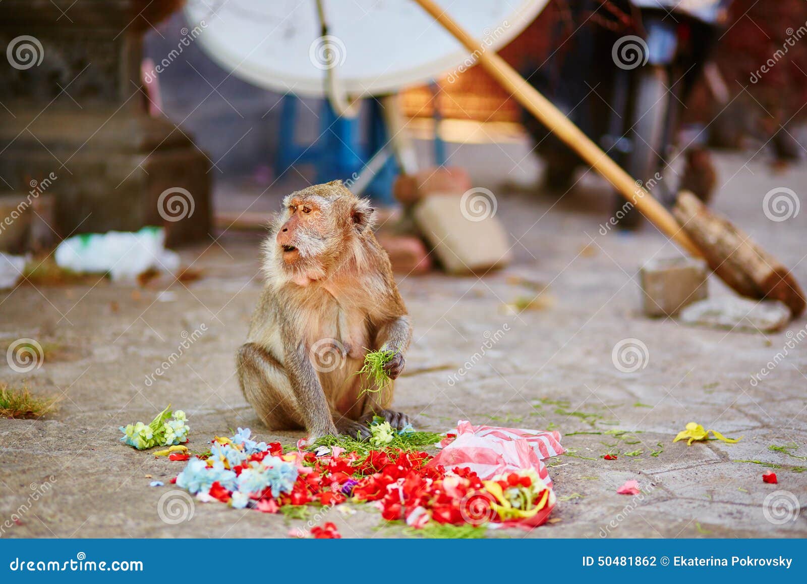 Monkey Eating Offerings in a Balinese Temple Stock Photo - Image of ...