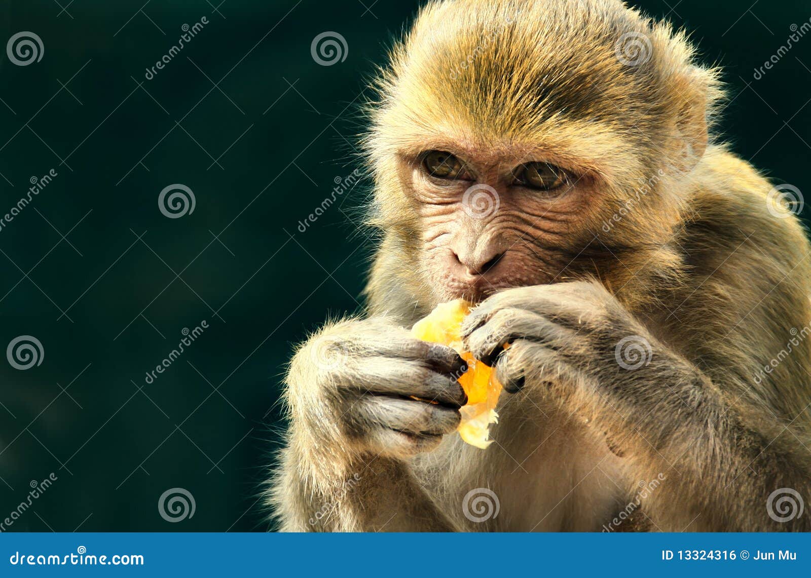 Monkey eating orange stock photo. Image of creature, snout - 13324316