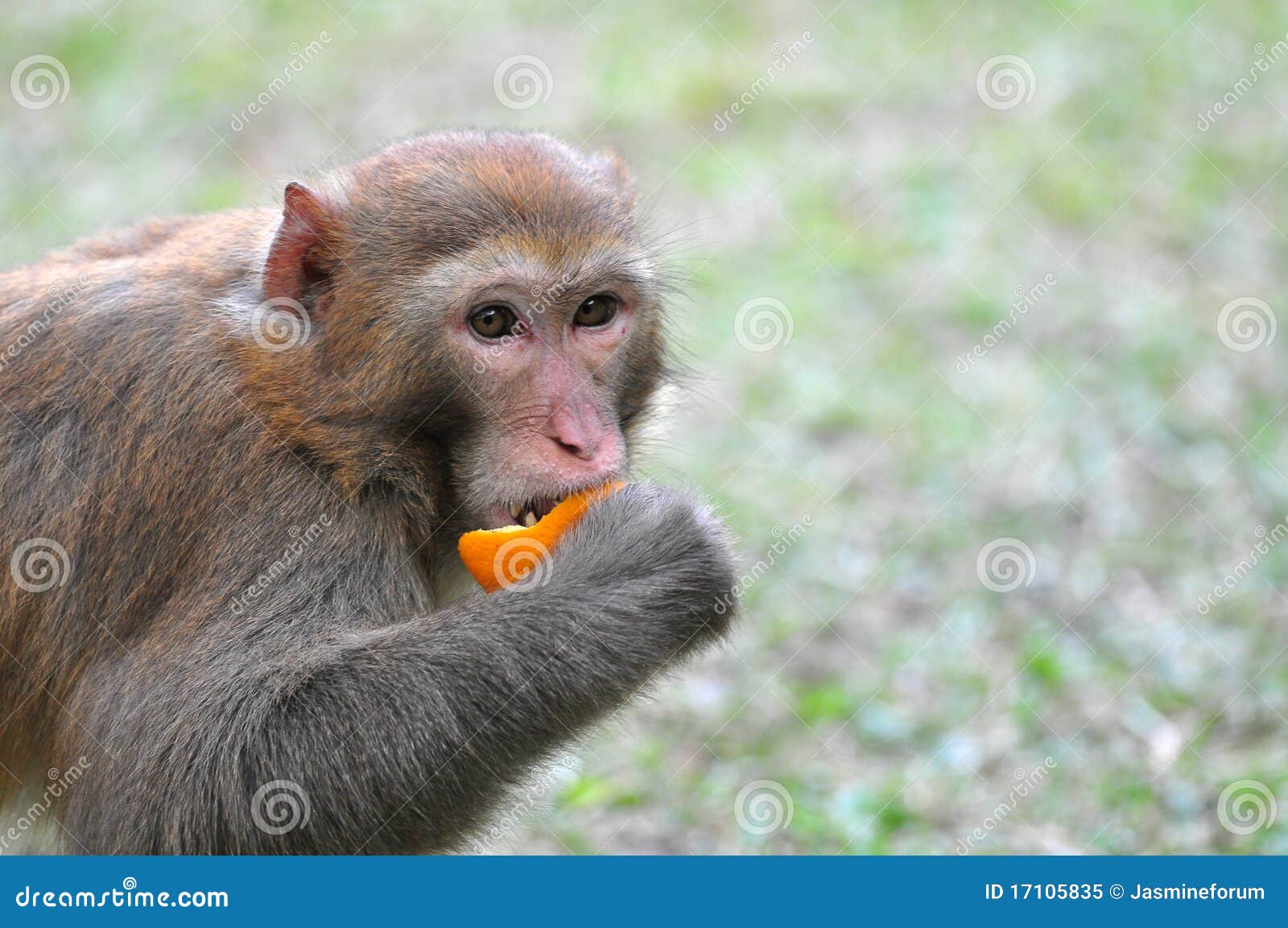 Monkey Eating Orange Royalty Free Stock Photo - Image: 17105835