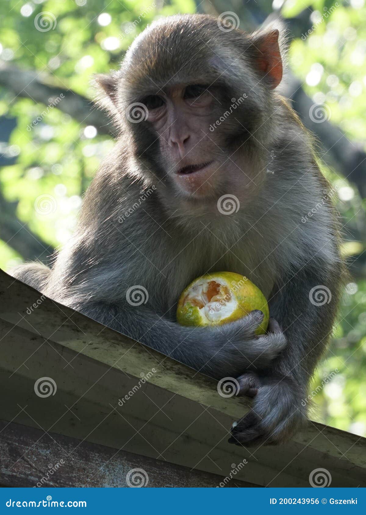 Monkey eating orange stock photo. Image of squirrel - 200243956
