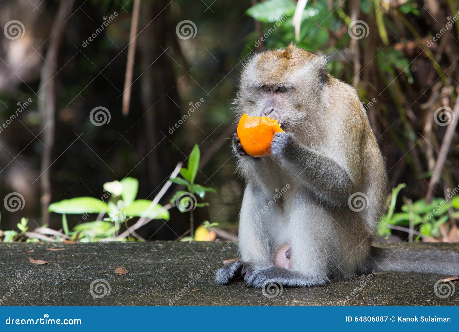 Monkey eating orange stock image. Image of monkey, female - 64806087