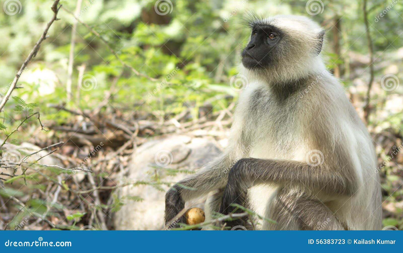 Monkey eating patato stock image. Image of primate, fruit - 56383723