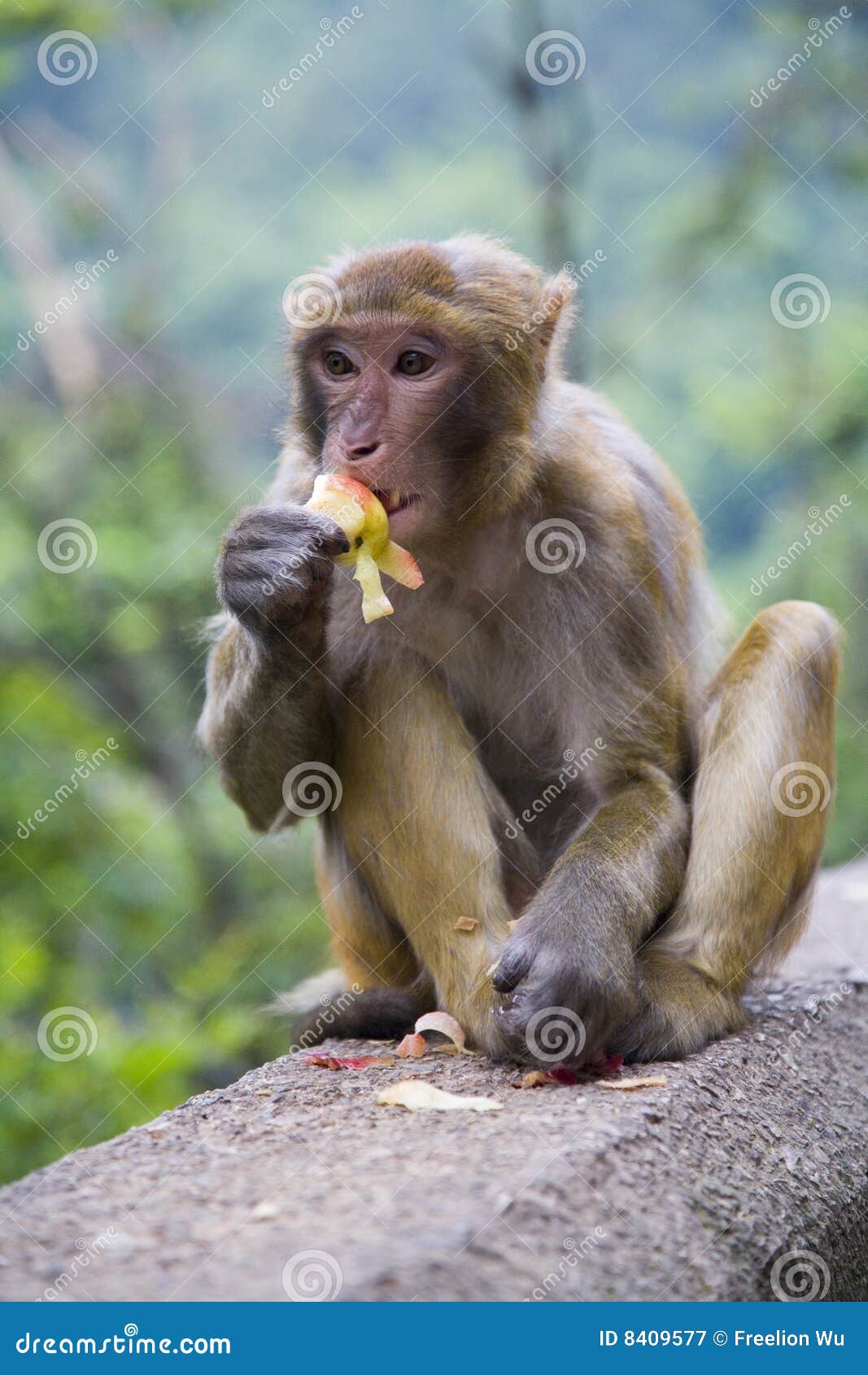 Monkey eating peach stock image. Image of daylight, animal - 8409577