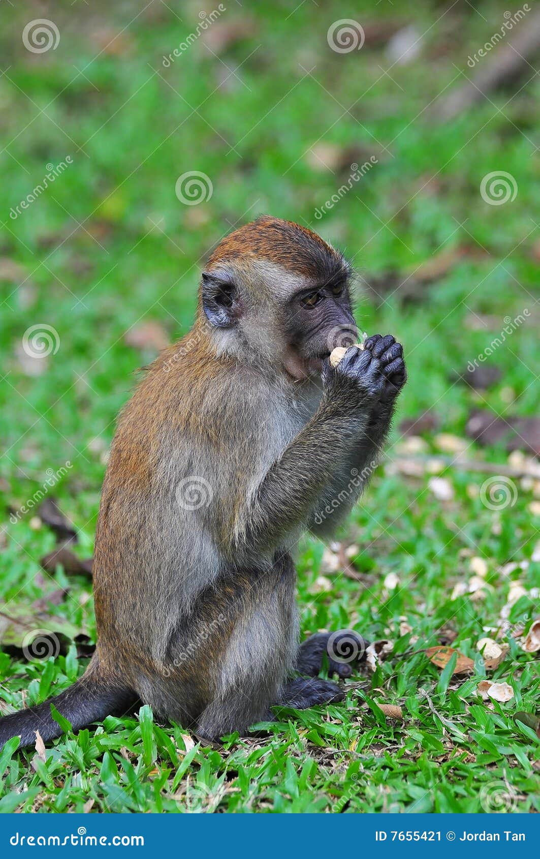 Monkey eating peanut stock image. Image of life, wildlife - 7655421