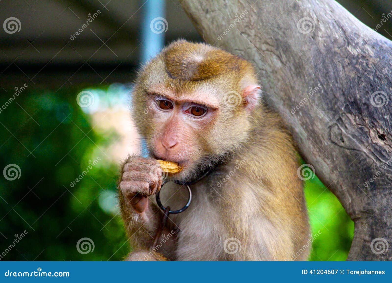 Monkey Eating Peanuts while Thinking Stock Image - Image of asia, palm ...