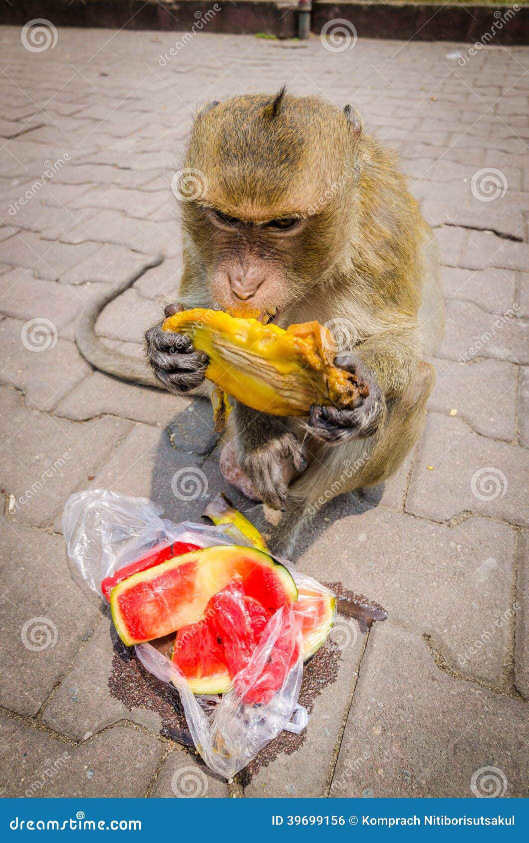 Monkey eating. stock photo. Image of ground, brown, prang - 39699156