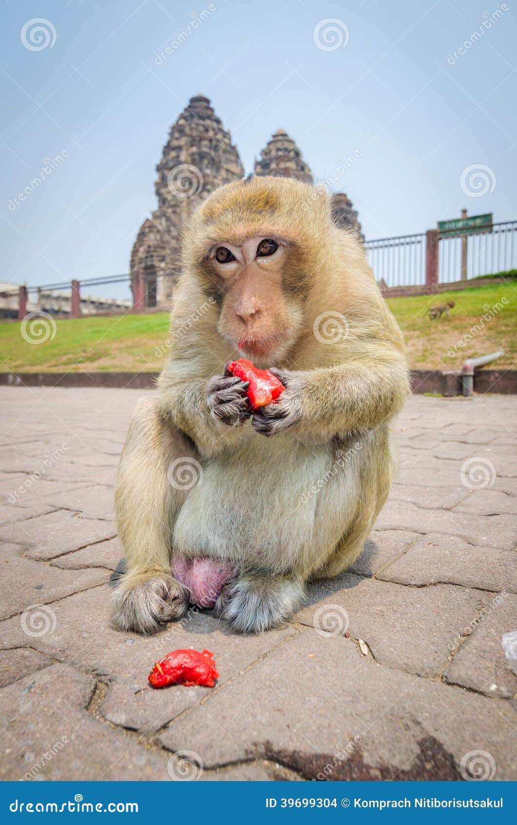 Monkey eating. stock photo. Image of eating, animal, buri - 39699304
