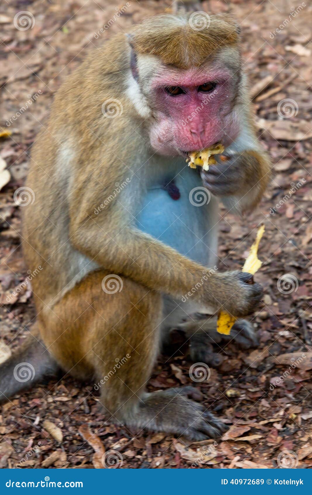 Monkey eating pineapple stock image. Image of capuchin - 40972689
